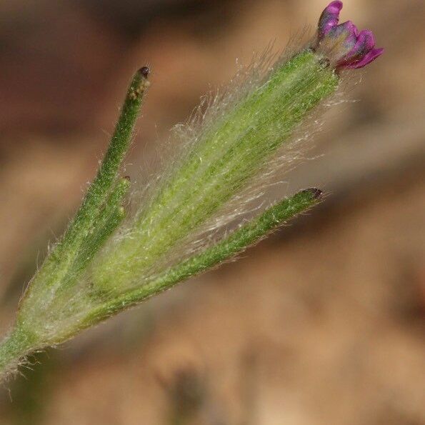 Silene Micropetala Plant Care & How to Grow, Water