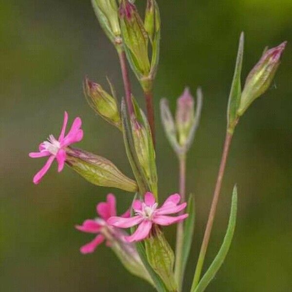 Silene Muscipula Plant Care & How to Grow, Water