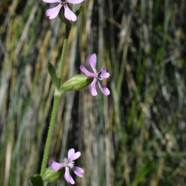 Catchflies (Silene Mutabilis) Plant Care & How to Grow, Water