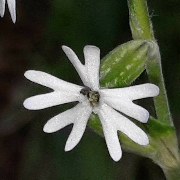 Mediterranean Catchfly (Silene Nocturna) Plant Care & How to Grow, Water