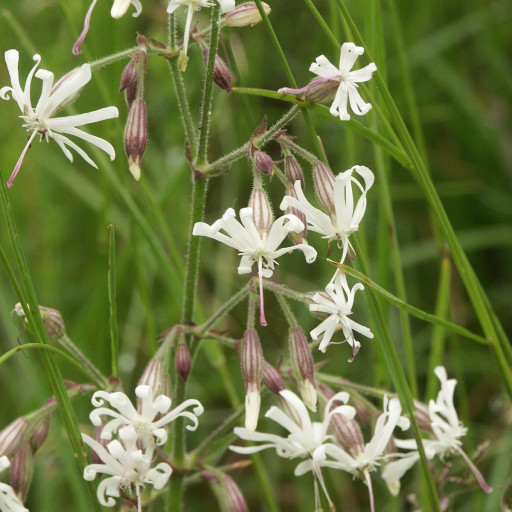 Eurasian Catchfly (Silene Nutans) Plant Care & How to Grow, Water