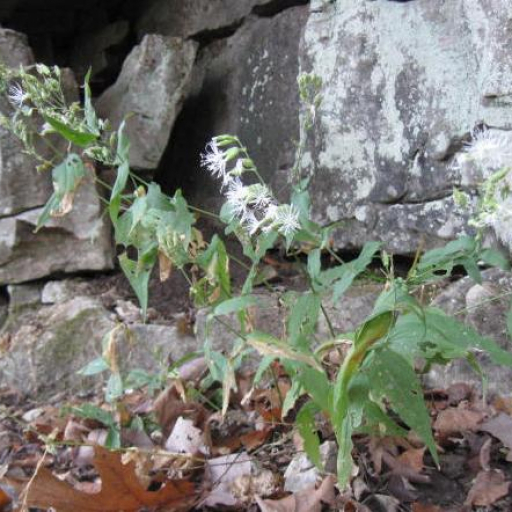Blue Ridge Catchfly (Silene Ovata) Plant Care & How to Grow, Water