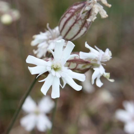 Parry's Campion (Silene Parryi) Plant Care & How to Grow, Water