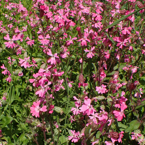 Nodding Catchfly (Silene Pendula) Plant Care & How to Grow, Water