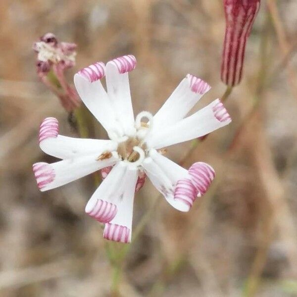 Silene Portensis Plant Care & How to Grow, Water