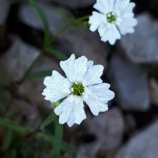 Alpine Catchfly (Silene Pusilla) Plant Care & How to Grow, Water