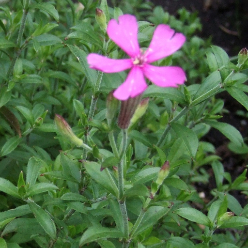 Caucasian Campion (Silene Schafta) Plant Care & How to Grow, Water