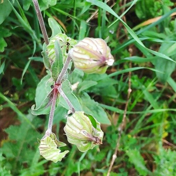 Silene Secundiflora Plant Care & How to Grow, Water
