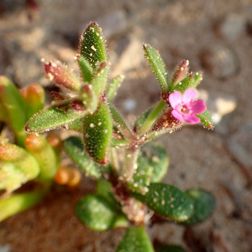 Hairy Catchfly (Silene Sedoides) Plant Care & How to Grow, Water