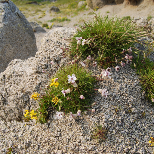 Narrow-Leafed Campion (Silene Stenophylla) Care Guide: Water, Soil ...