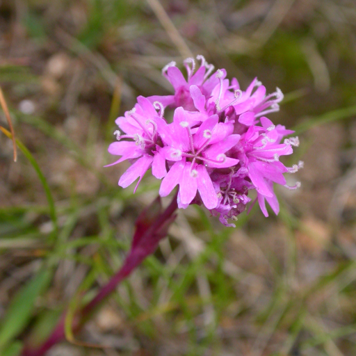 Catchfly (Silene Suecica) Plant Care & How to Grow, Water