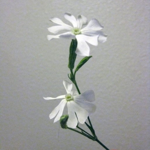 African Dream Root (Silene Undulata) Plant Care & How to Grow, Water