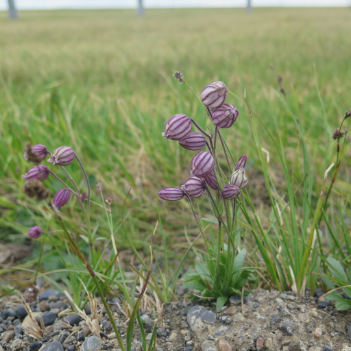 Apetalous Catchfly (Silene Uralensis) Plant Care & How to Grow, Water