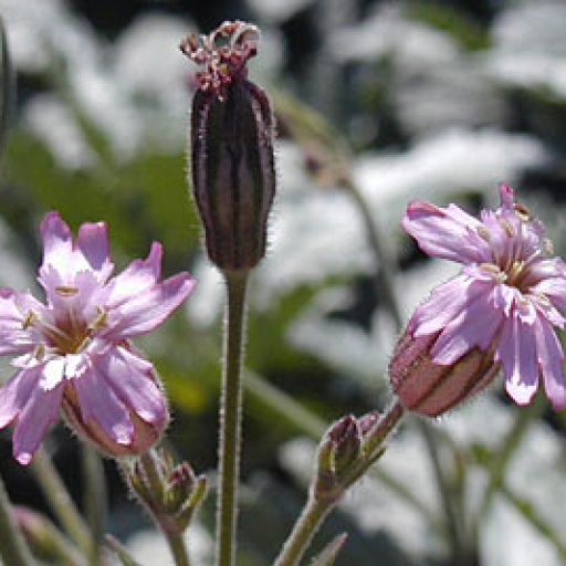 San Francisco Campion (Silene Verecunda) Plant Care & How to Grow, Water