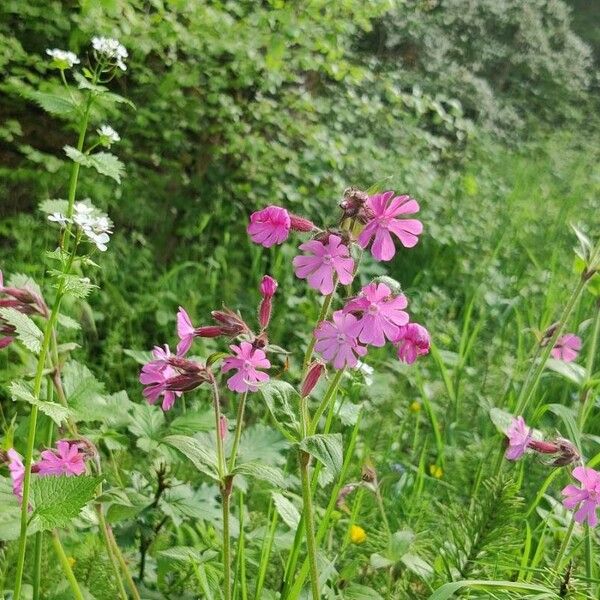 Silene Villosula Plant Care & How to Grow, Water