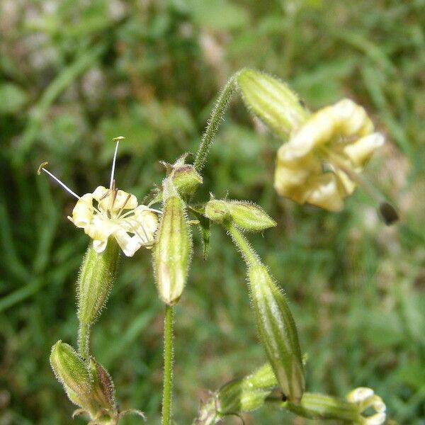 Silene Viridiflora Plant Care & How to Grow, Water