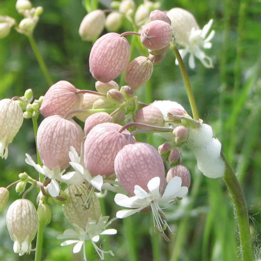 Bladder Campion (Silene Vulgaris) Plant Care & How to Grow, Water