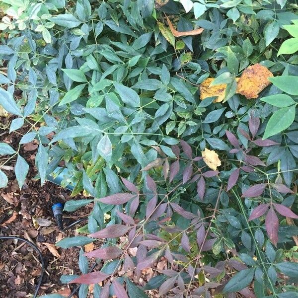 Sermountain (Siler Montanum) Plant Care & How to Grow, Water