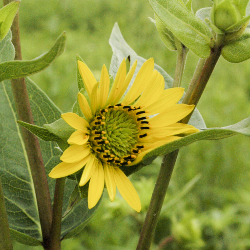 Whole-Leaf Rosinweed (Silphium Integrifolium) Plant Care & How to Grow ...