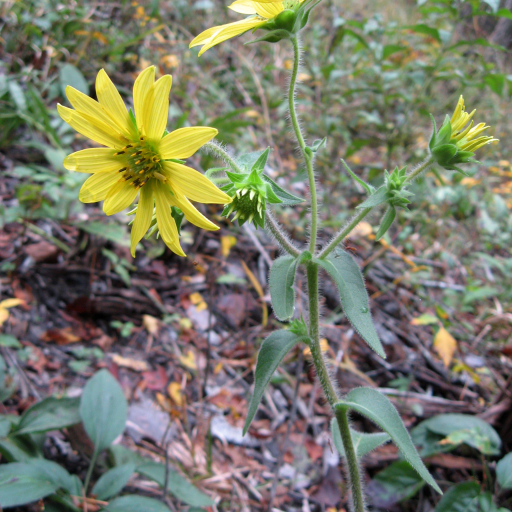 Mohr's Rosinweed (Silphium Mohrii) Plant Care & How to Grow, Water