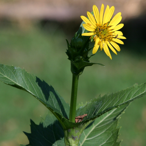 Cup (Silphium Perfoliatum) Plant Care & How to Grow, Water