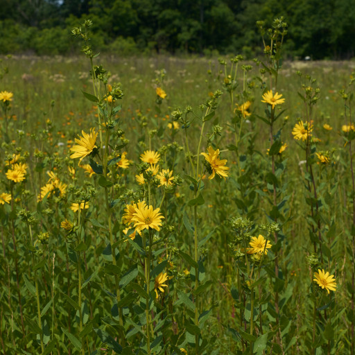 Roughstem Rosinweed (Silphium Radula) Plant Care & How to Grow, Water