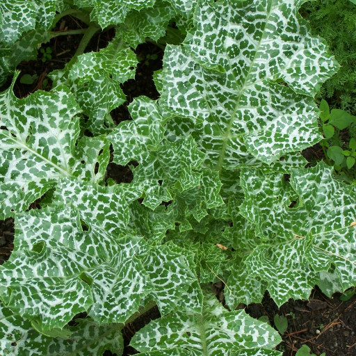 Milk-Thistle (Silybum Marianum) Plant Care & How to Grow, Water