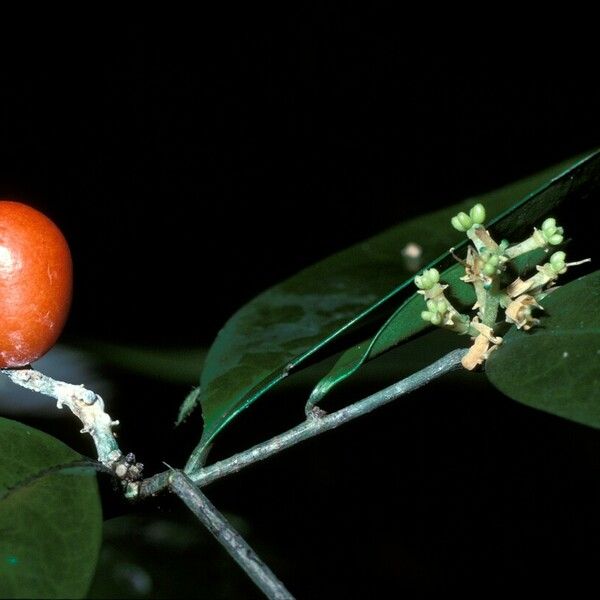Simaba Guianensis Care Guide: Water, Soil & Propagation - Plantiary
