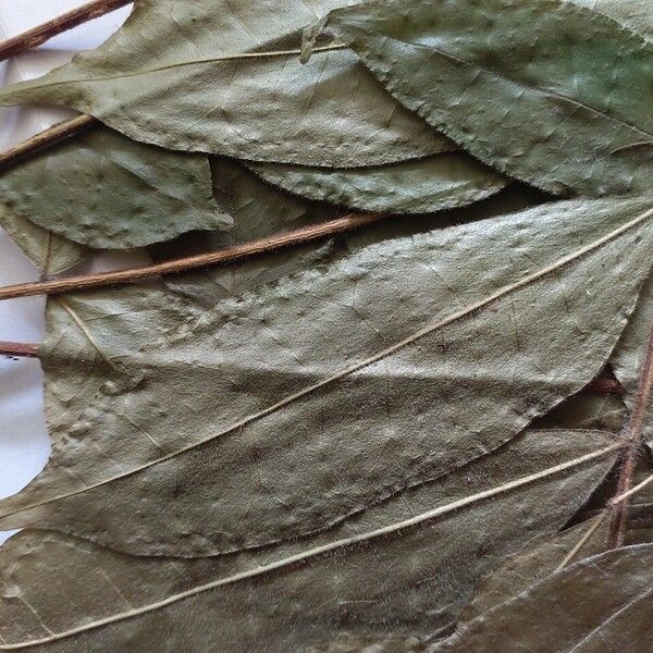 Simaba Polyphylla Plant Care & How to Grow, Water