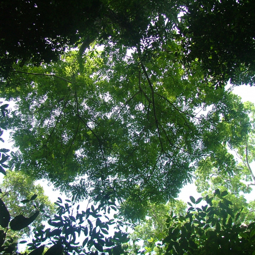 Bitterwood (Simarouba Amara) Plant Care & How to Grow, Water