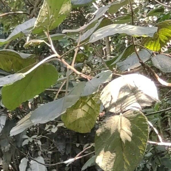 Inkwood (Simira Maxonii) Plant Care & How to Grow, Water