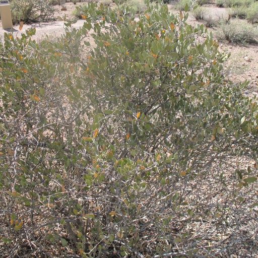 Goat Nut (Simmondsia Chinensis) Plant Care & How to Grow, Water