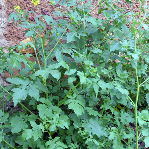 White Mustard (Sinapis Alba) Plant Care & How to Grow, Water