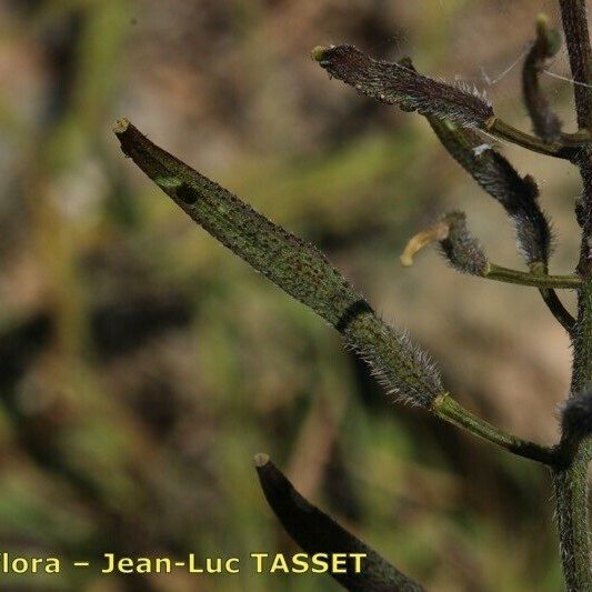Spanish Mustard (Sinapis Flexuosa) Plant Care & How to Grow, Water