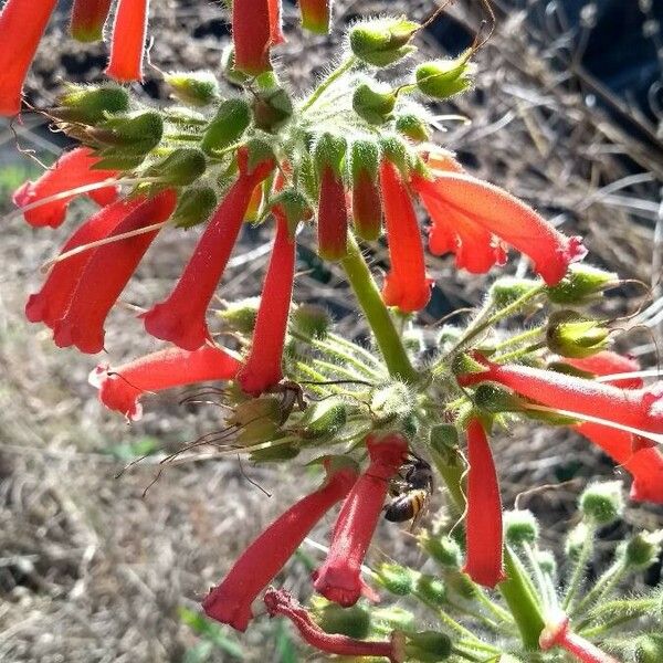 Sinningia Aggregata Plant Care & How to Grow, Water