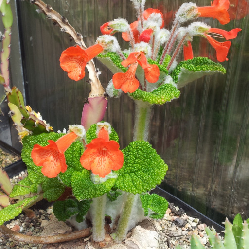 Emerald Forest (Sinningia Bullata) Plant Care & How to Grow, Water