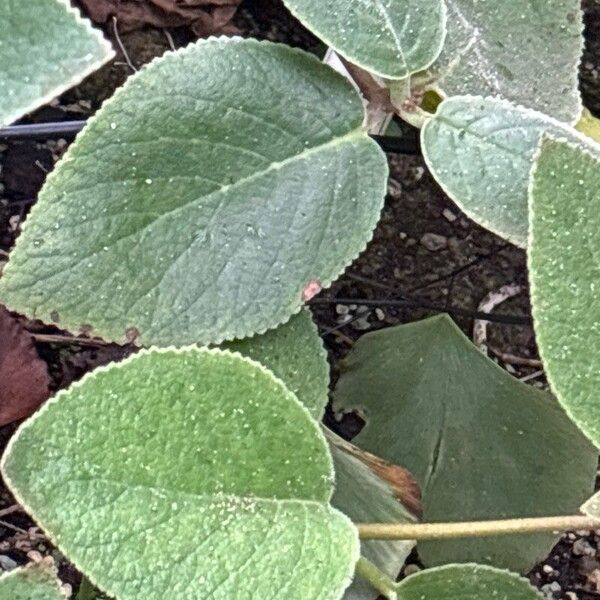 Queen-Of-The-Abyss (Sinningia Canescens) Plant Care & How to Grow, Water