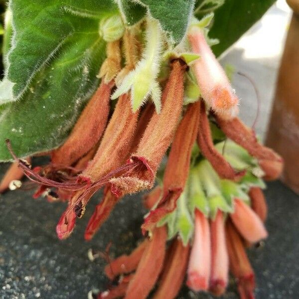 Sinningia Cardinalis Plant Care & How to Grow, Water