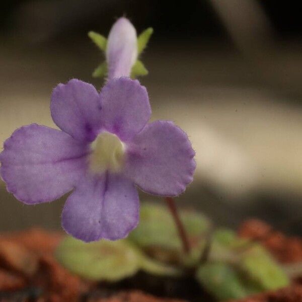 Sinningia Pusilla Care Guide: Water, Soil & Propagation - Plantiary