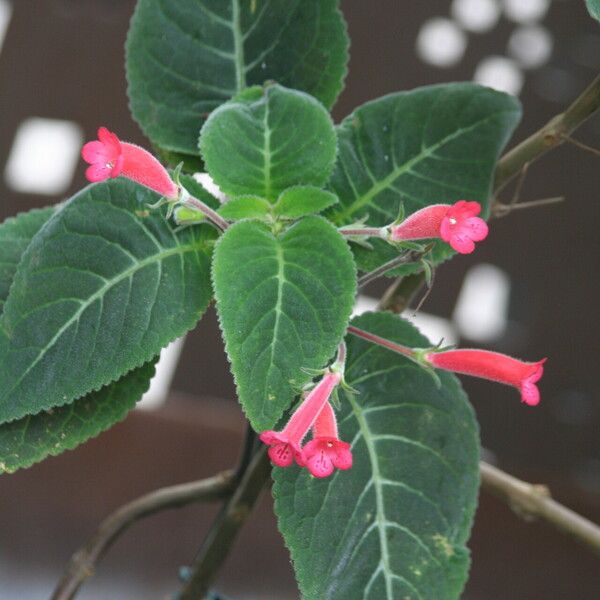Sinningia Reitzii Care Guide: Water, Soil & Propagation - Plantiary