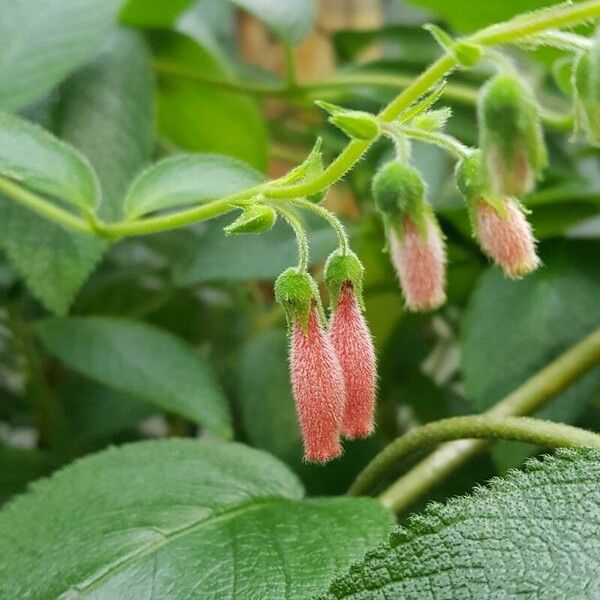 Sinningia Sellovii Care Guide: Water, Soil & Propagation - Plantiary
