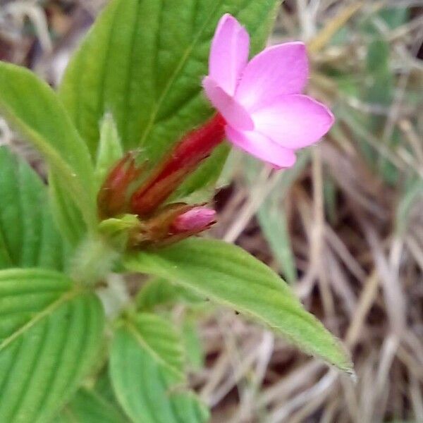 Sipanea Hispida Plant Care & How to Grow, Water