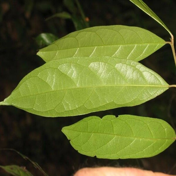 Siparuna Cuspidata Plant Care & How to Grow, Water