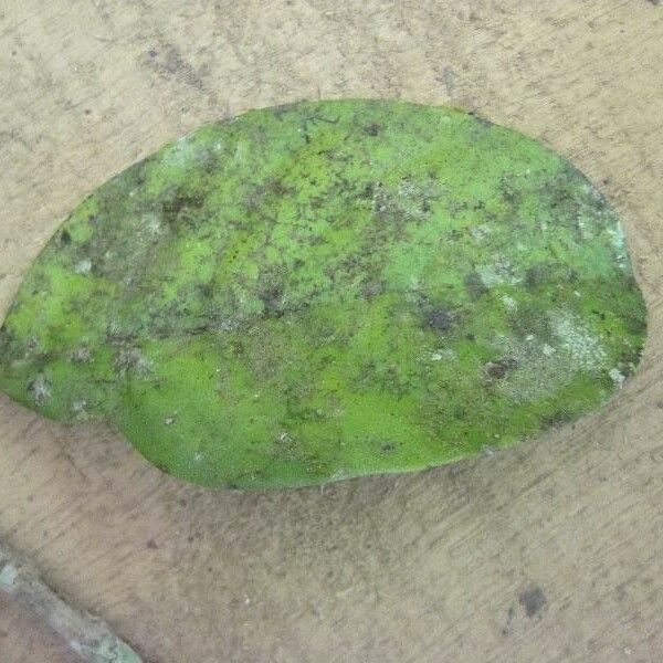 Siparuna Decipiens Plant Care & How to Grow, Water