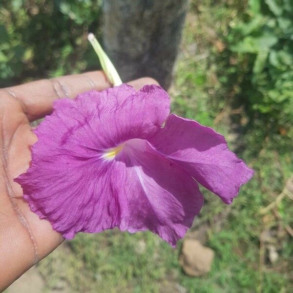 African-Ginger (Siphonochilus Aethiopicus) Plant Care & How to Grow, Water