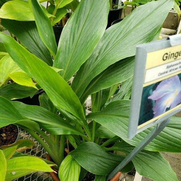 Siphonochilus Kirkii Plant Care & How to Grow, Water