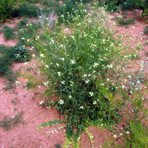 Jim Hill Mustard (Sisymbrium Altissimum) Plant Care & How to Grow, Water