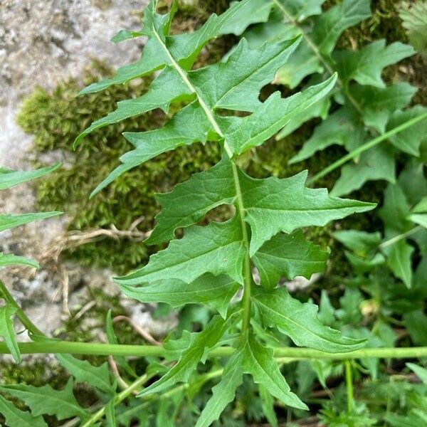 Austrian Rocket (Sisymbrium Austriacum) Plant Care & How to Grow, Water