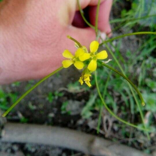 Sisymbrium Brassiciforme Care Guide: Water, Soil & Propagation - Plantiary