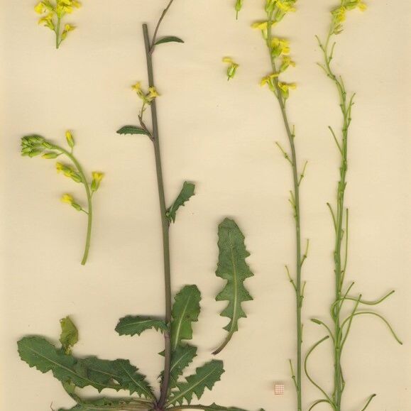 Sisymbrium Crassifolium Care Guide: Water, Soil & Propagation - Plantiary